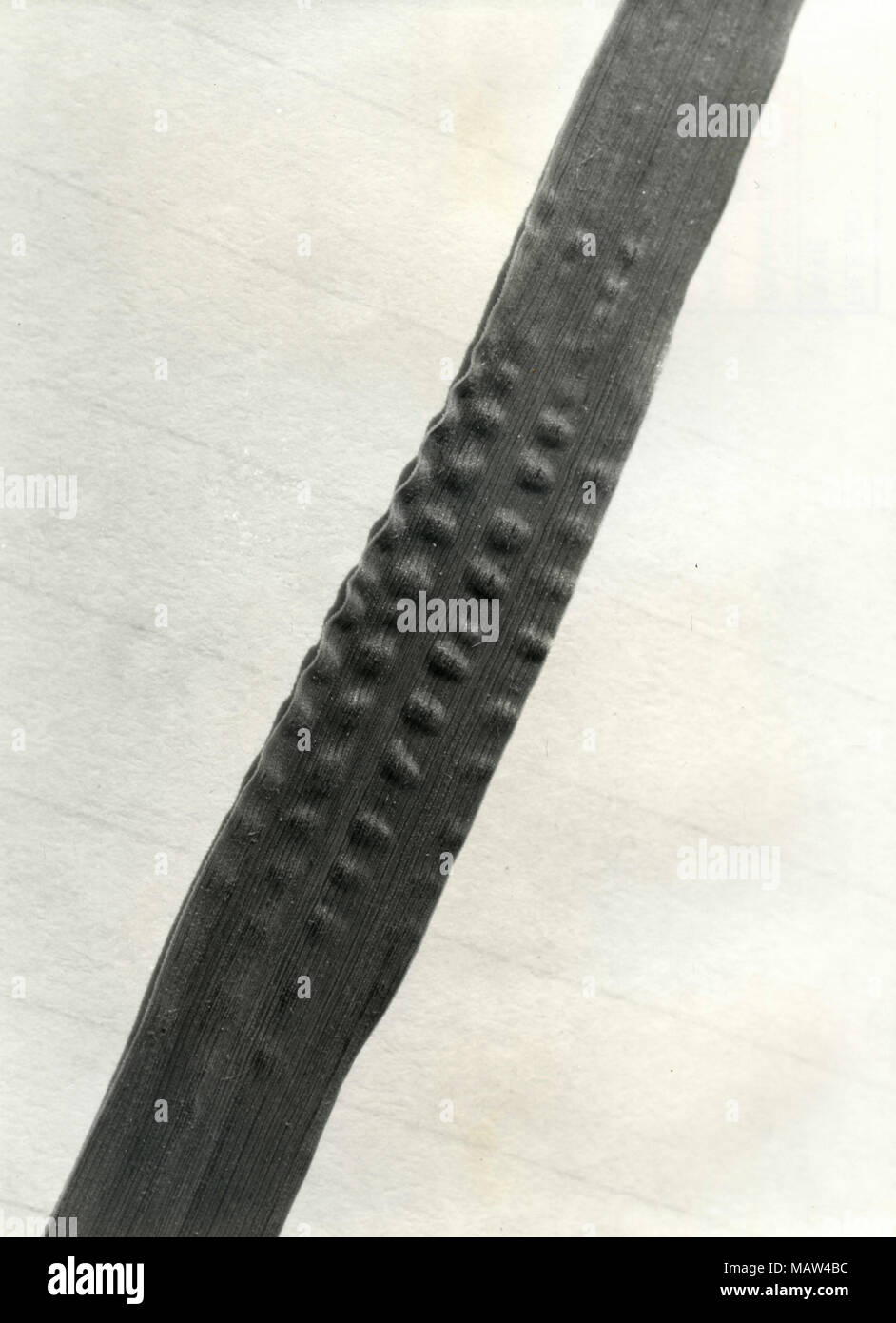 Puckering effect on wheat leaf, Rhodesian Selection Trust, Kafue Pilot ...