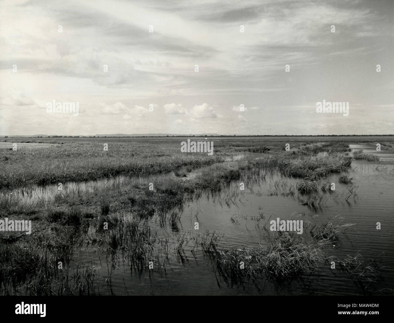 View from inside polder looking east along river dyke, Rhodesian ...