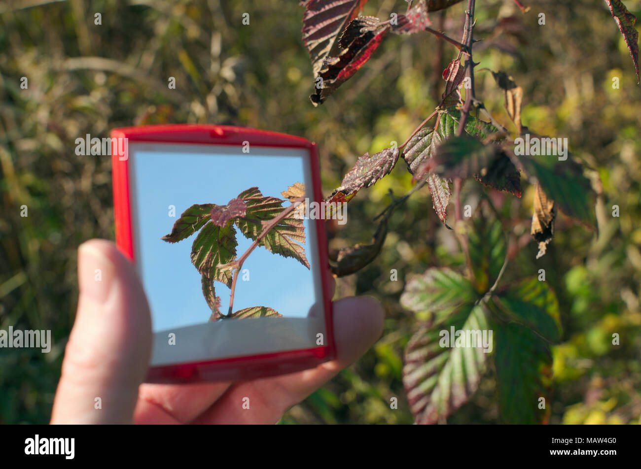 Mirror leaf hi-res stock photography and images - Alamy