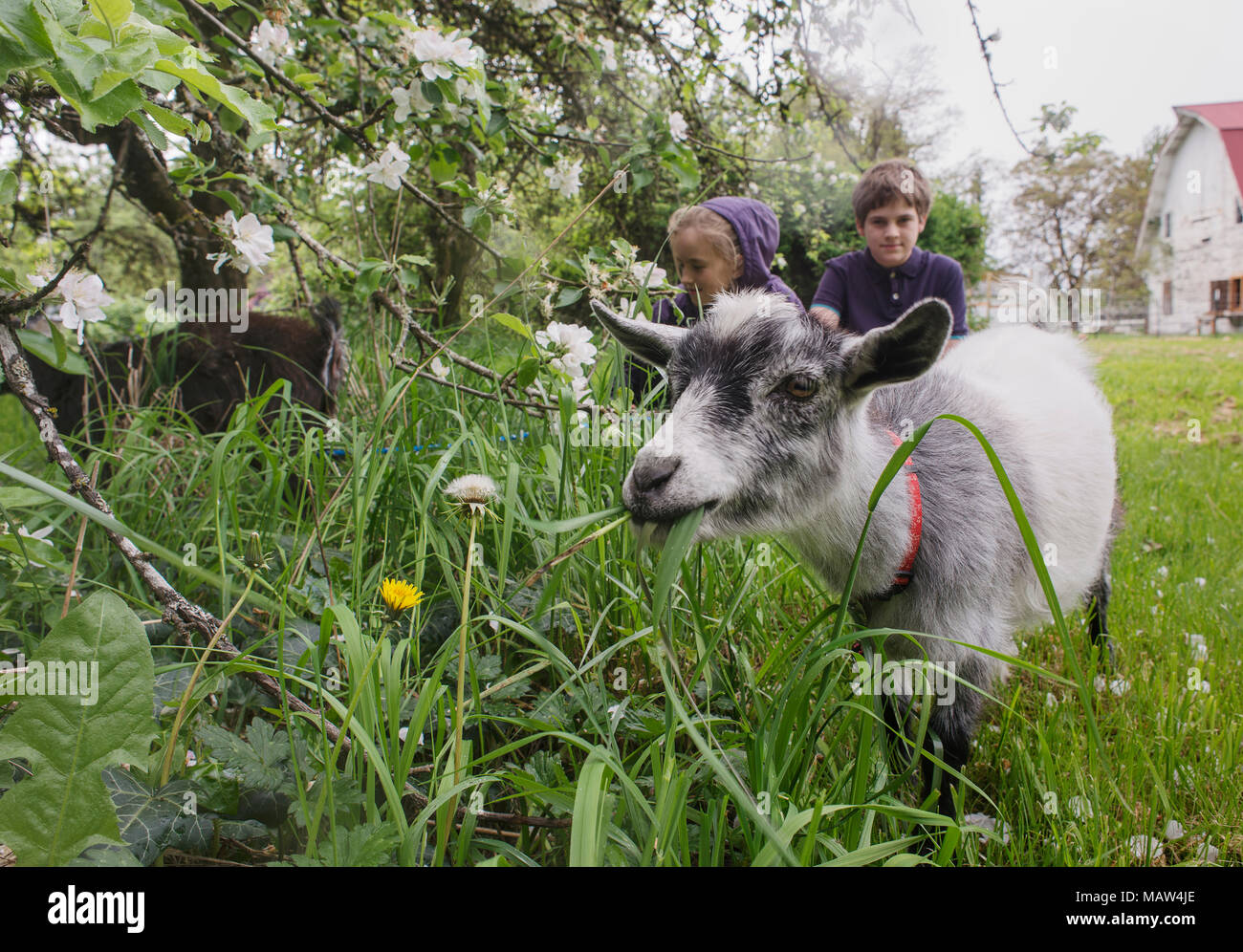 Themes of rural life hi-res stock photography and images - Alamy