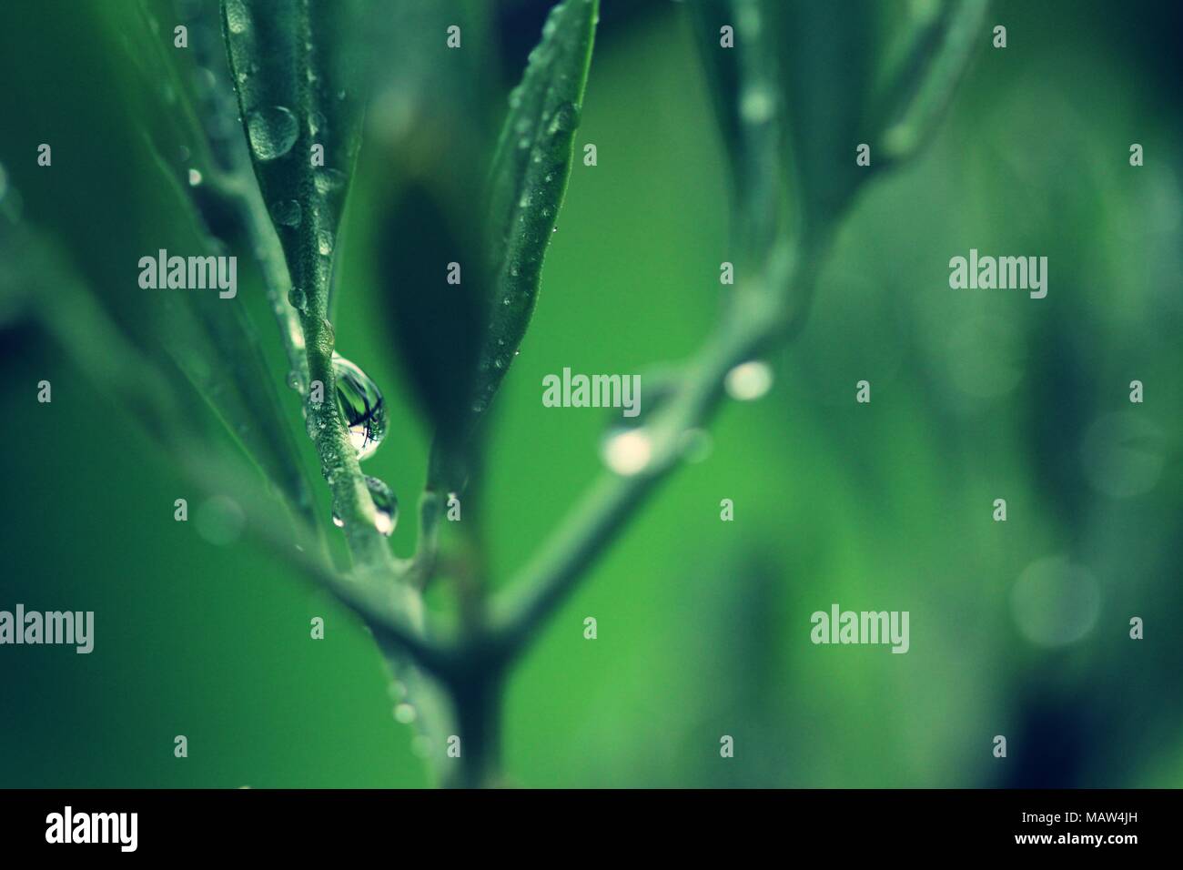 water drops on garden plants Stock Photo - Alamy