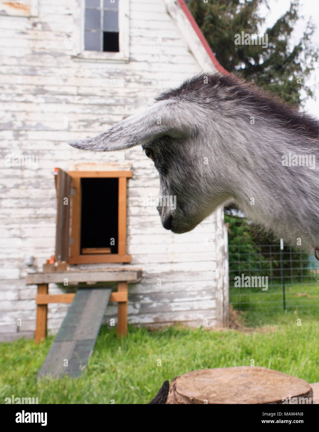 Livestock ramp hi-res stock photography and images - Alamy