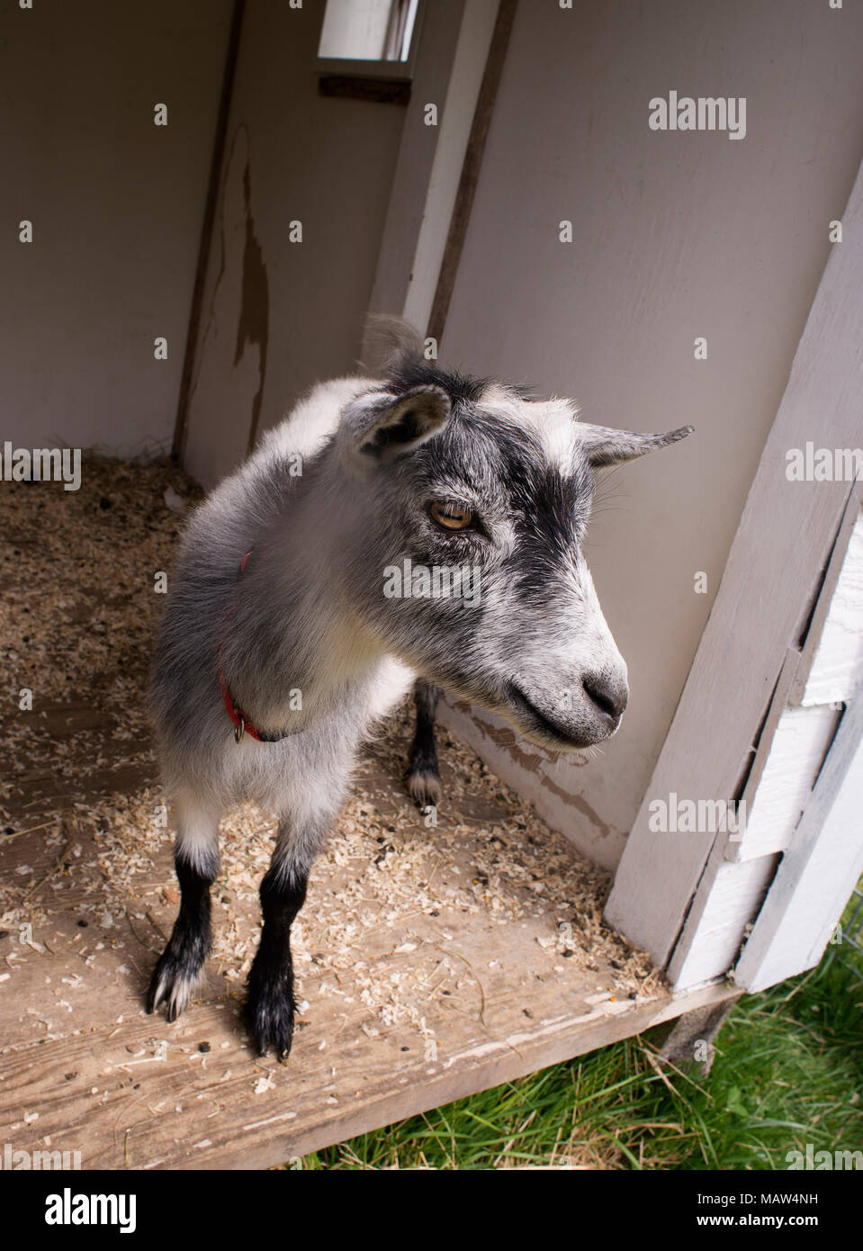 Goat house hi-res stock photography and images - Alamy