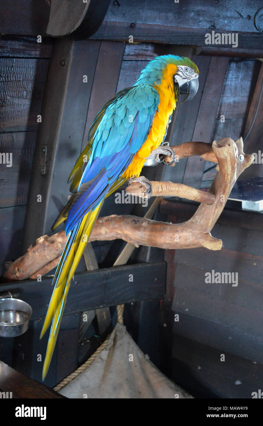 Pirate Bird High Resolution Stock Photography and Images - Alamy
