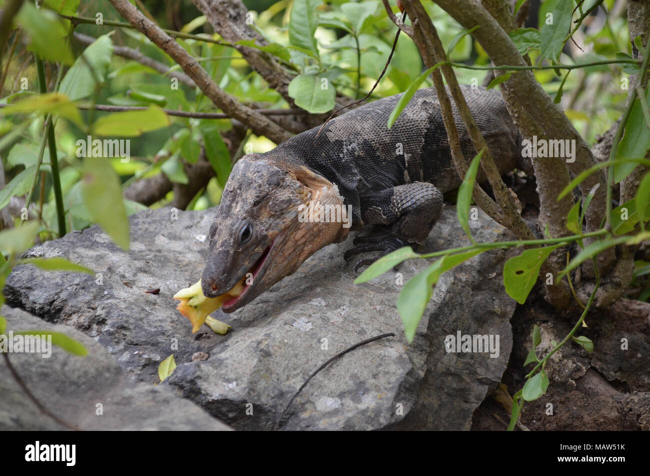 Lizard eating apple in the woods wild closeup macro nature Stock Photo ...