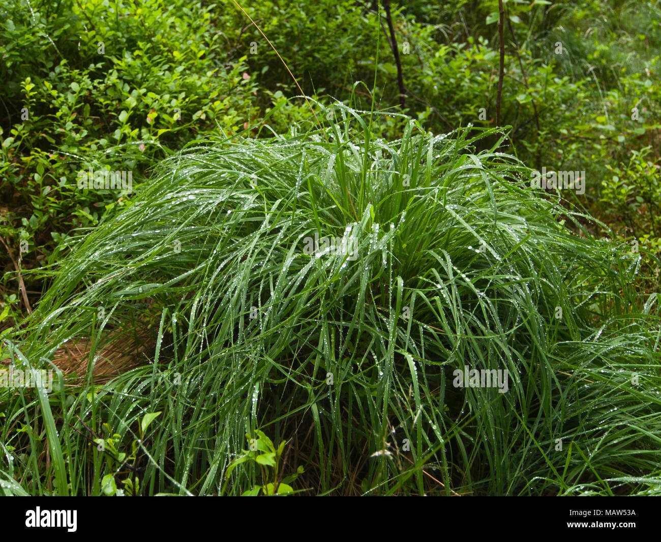 Norway rain forest hi-res stock photography and images - Alamy