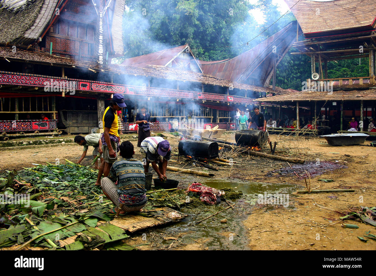 Indonesia sulawesi tana toraja ceremony funeral feast pigs hi-res stock ...