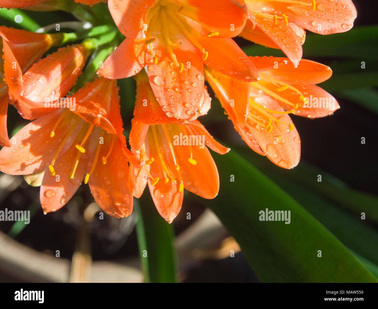 Clivia miniata, Natal lily,close up of orange colored flowers with ...