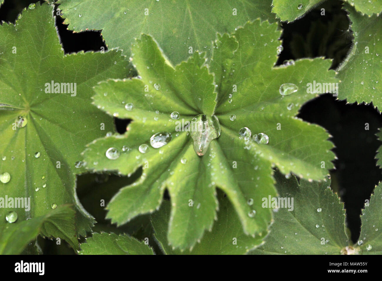 Water drop on garden plant Stock Photo - Alamy