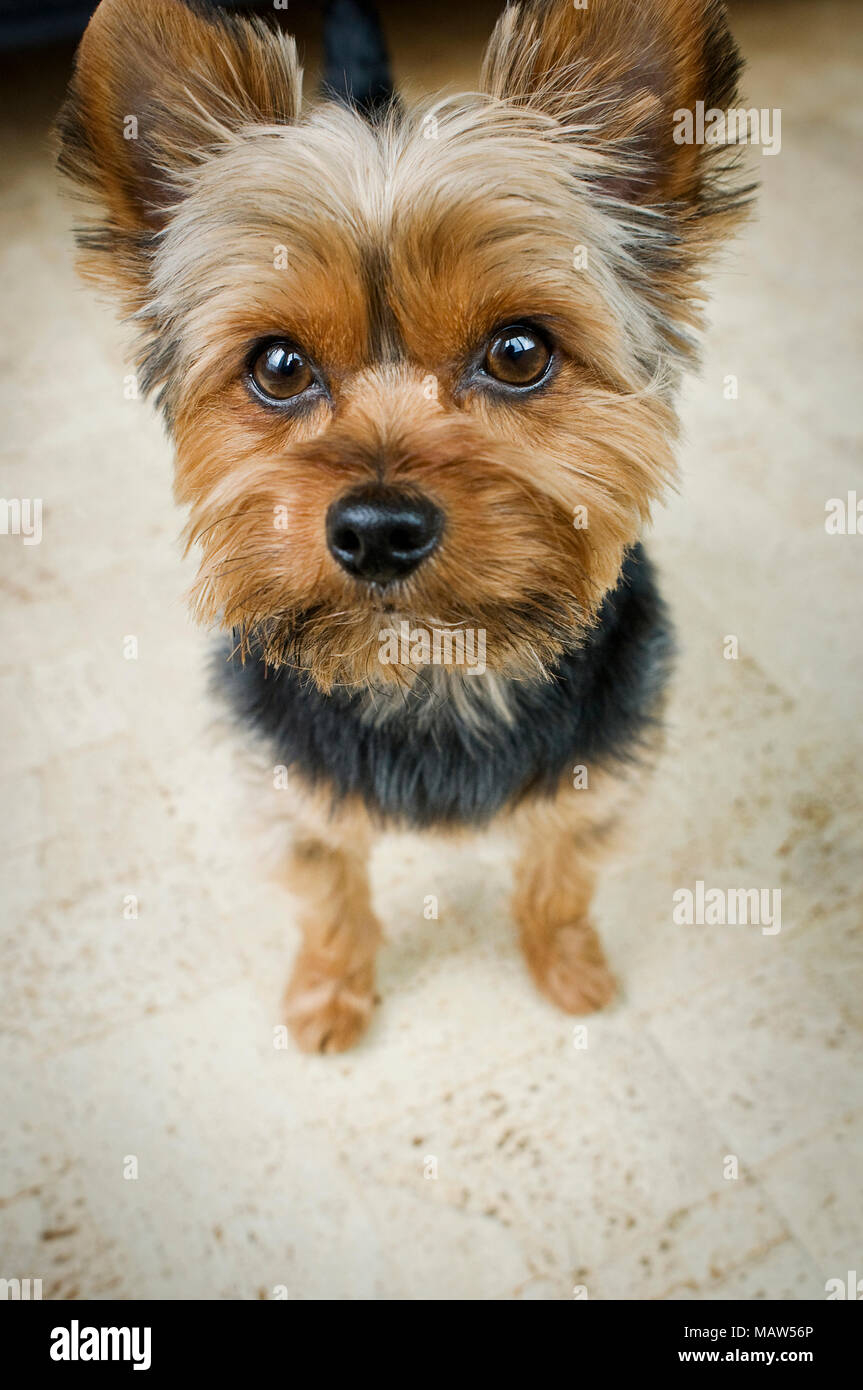 Concerned puppy hi-res stock photography and images - Alamy