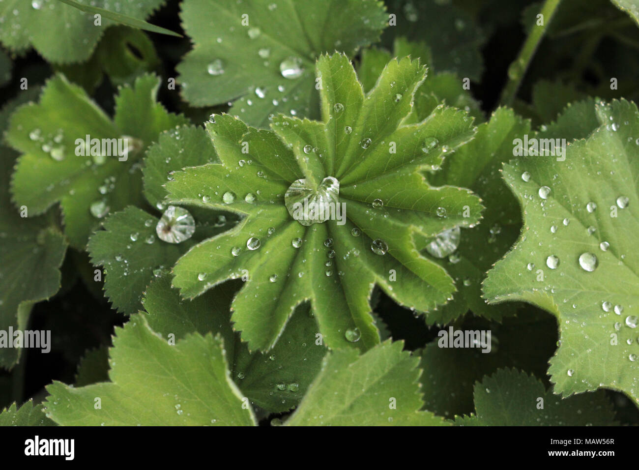 Water drop on garden plant Stock Photo - Alamy