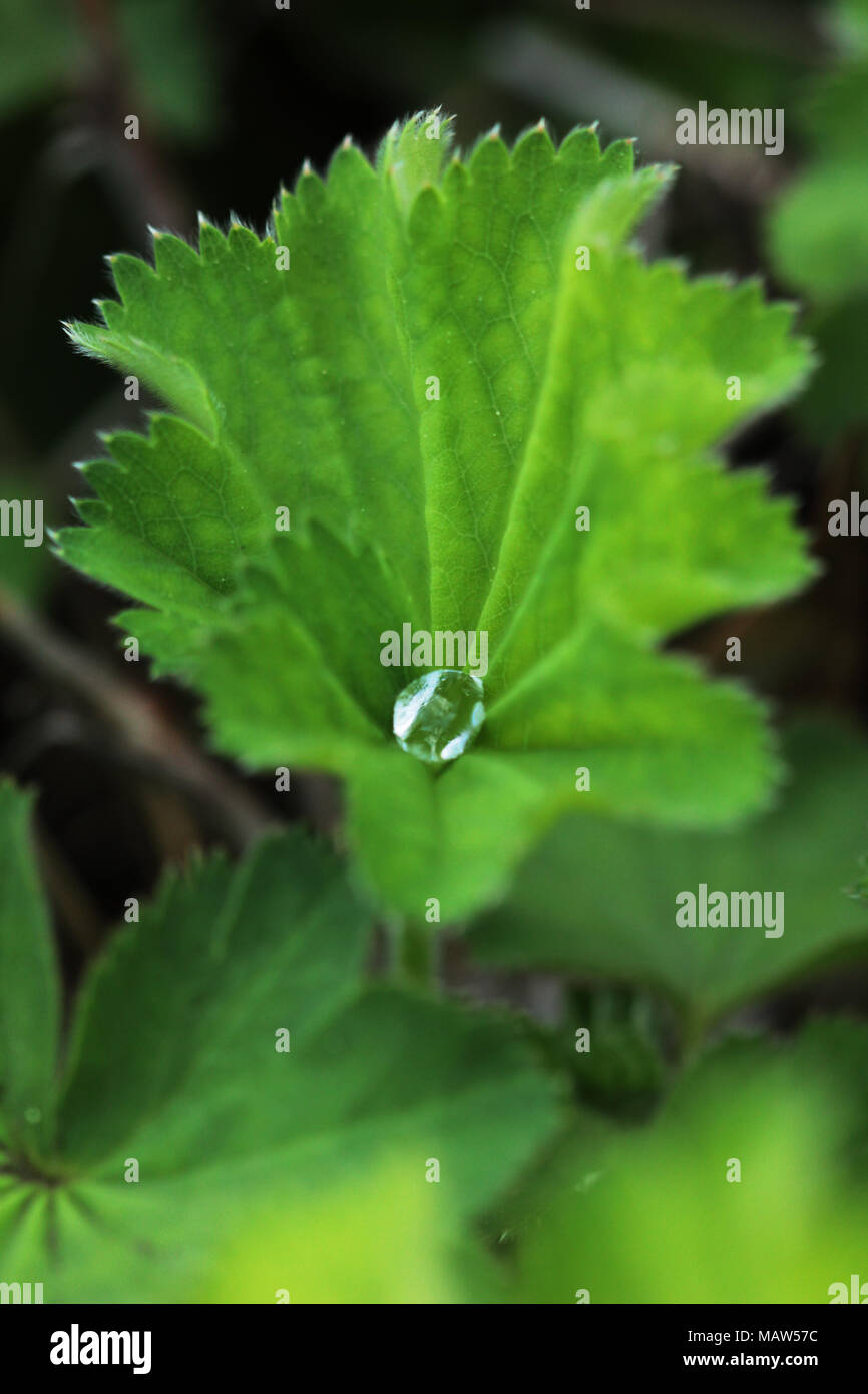 Water drop on garden plant Stock Photo - Alamy