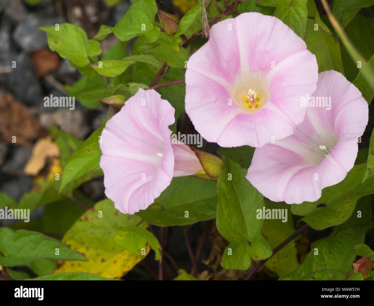 Convolvulus arvensis hi-res stock photography and images - Alamy