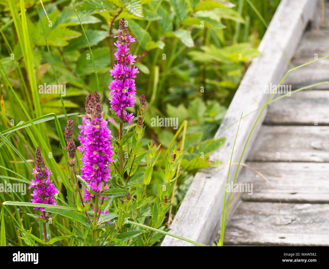 Lythrum Salicaria