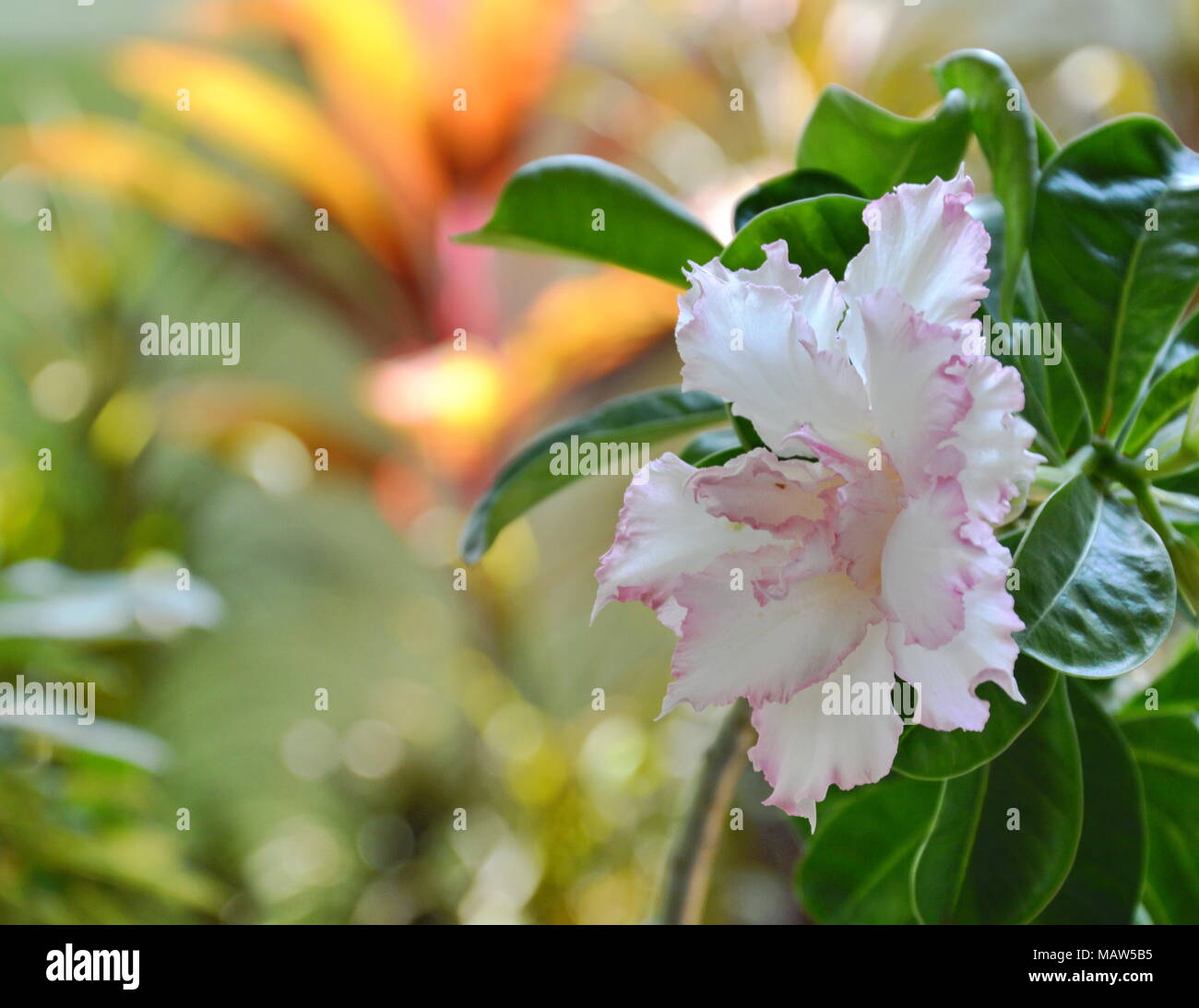 silver master key on desk Stock Photo - Alamy