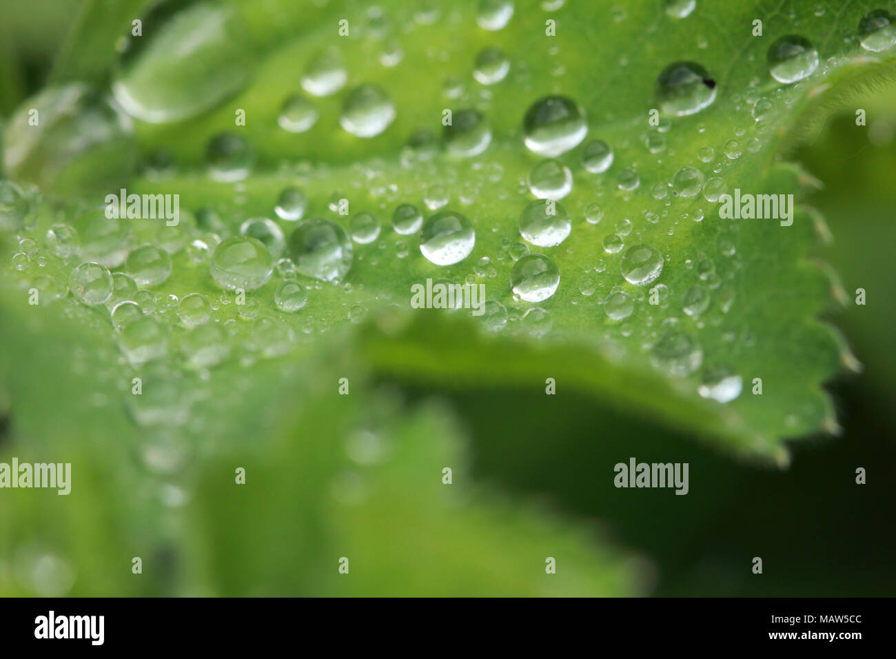 Water drop on garden plant Stock Photo - Alamy