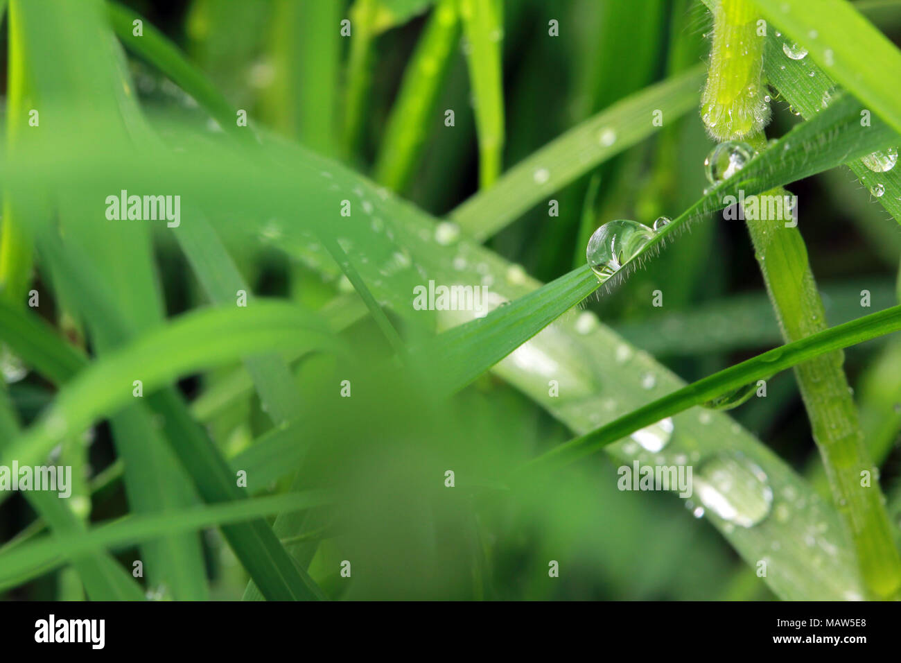 Water drop on garden plant Stock Photo - Alamy