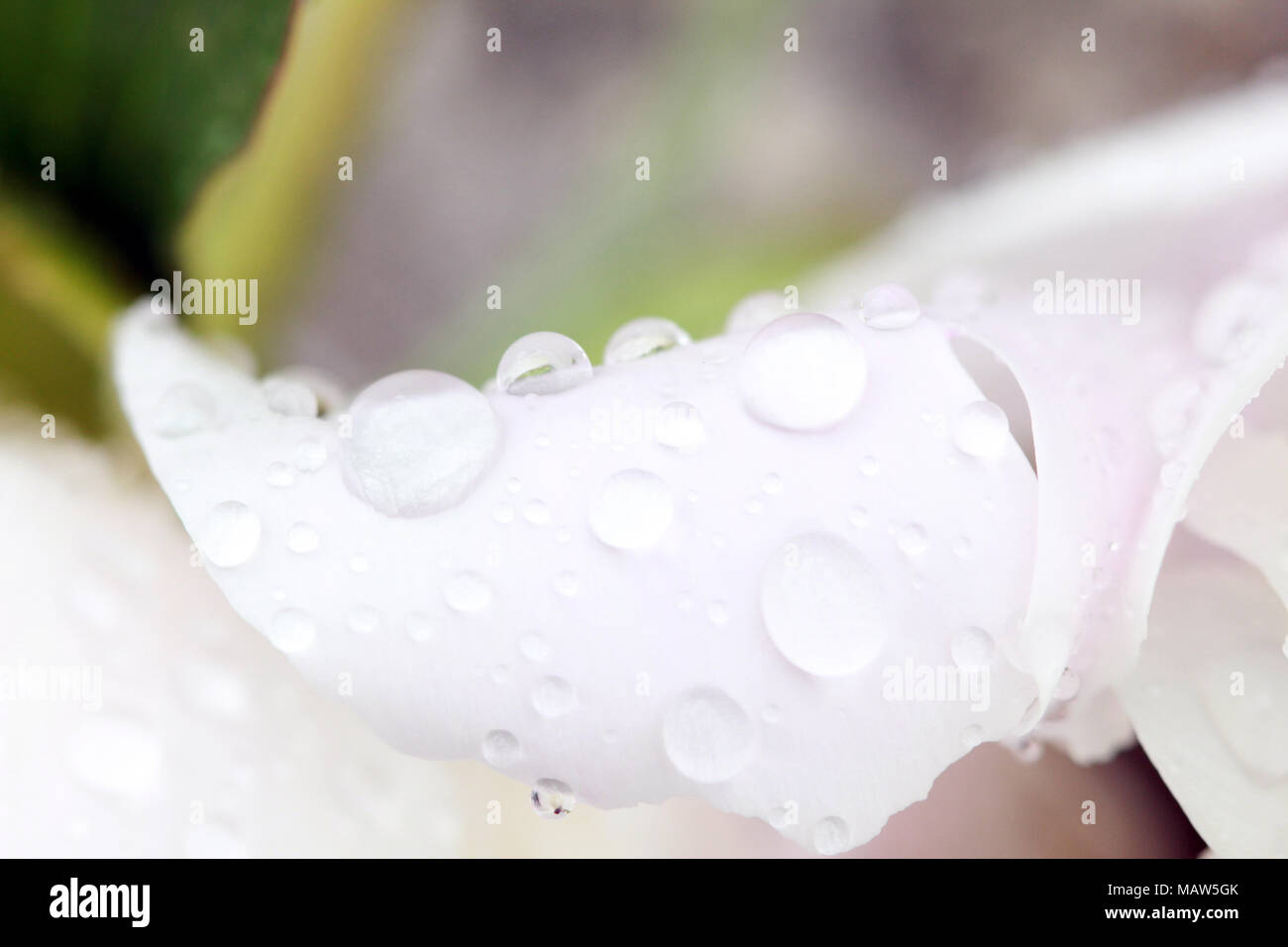 Water drop on garden plant Stock Photo - Alamy