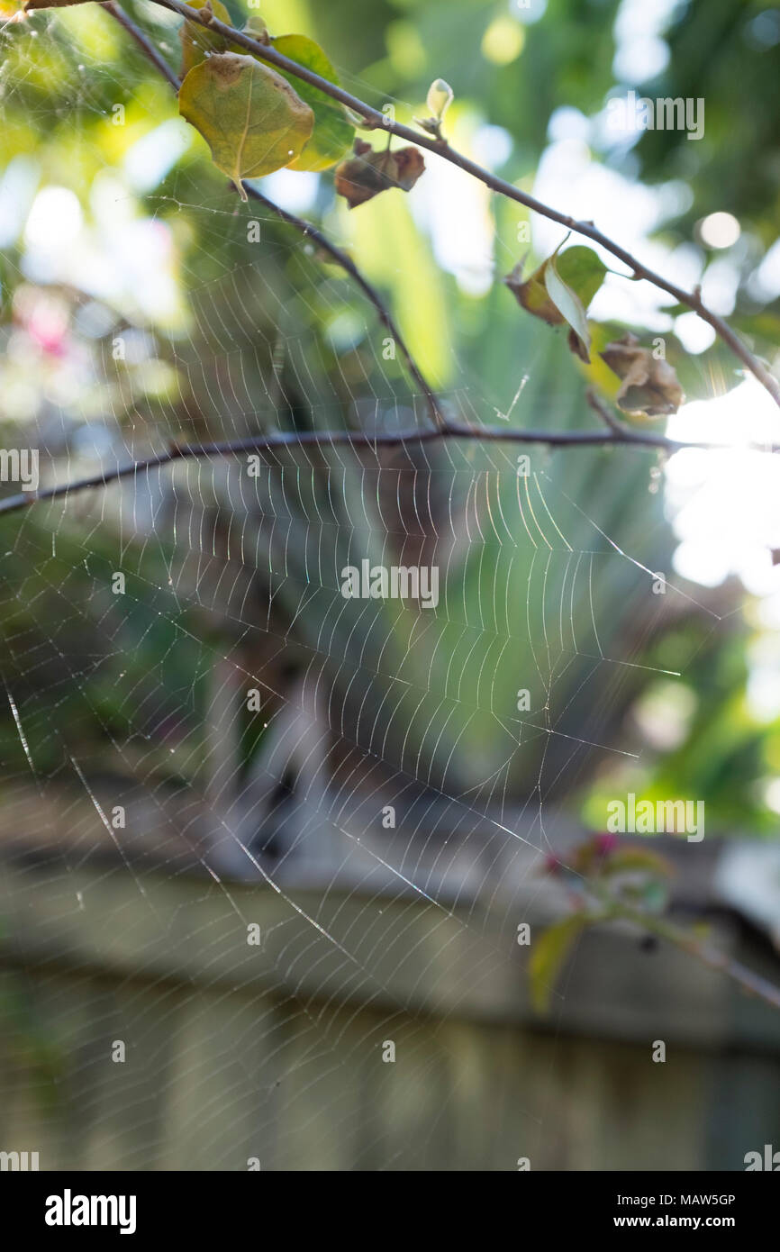 View of spider's web back lit by setting sun Stock Photo - Alamy