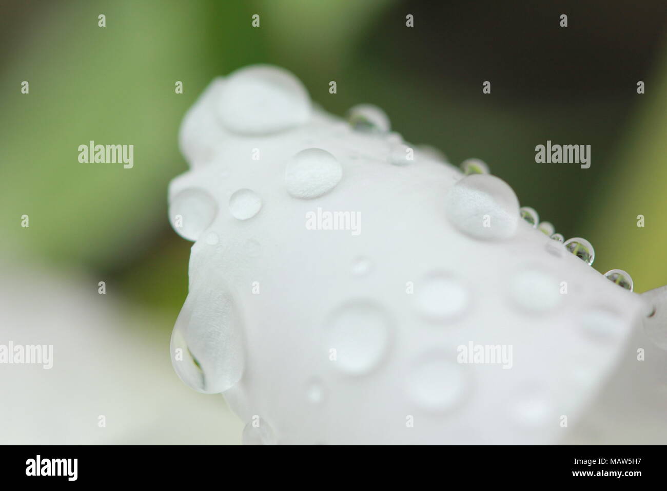 Water drop on garden plant Stock Photo - Alamy