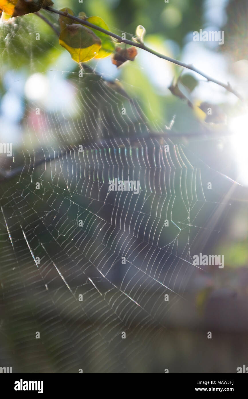 View of spider's web back lit by setting sun Stock Photo - Alamy
