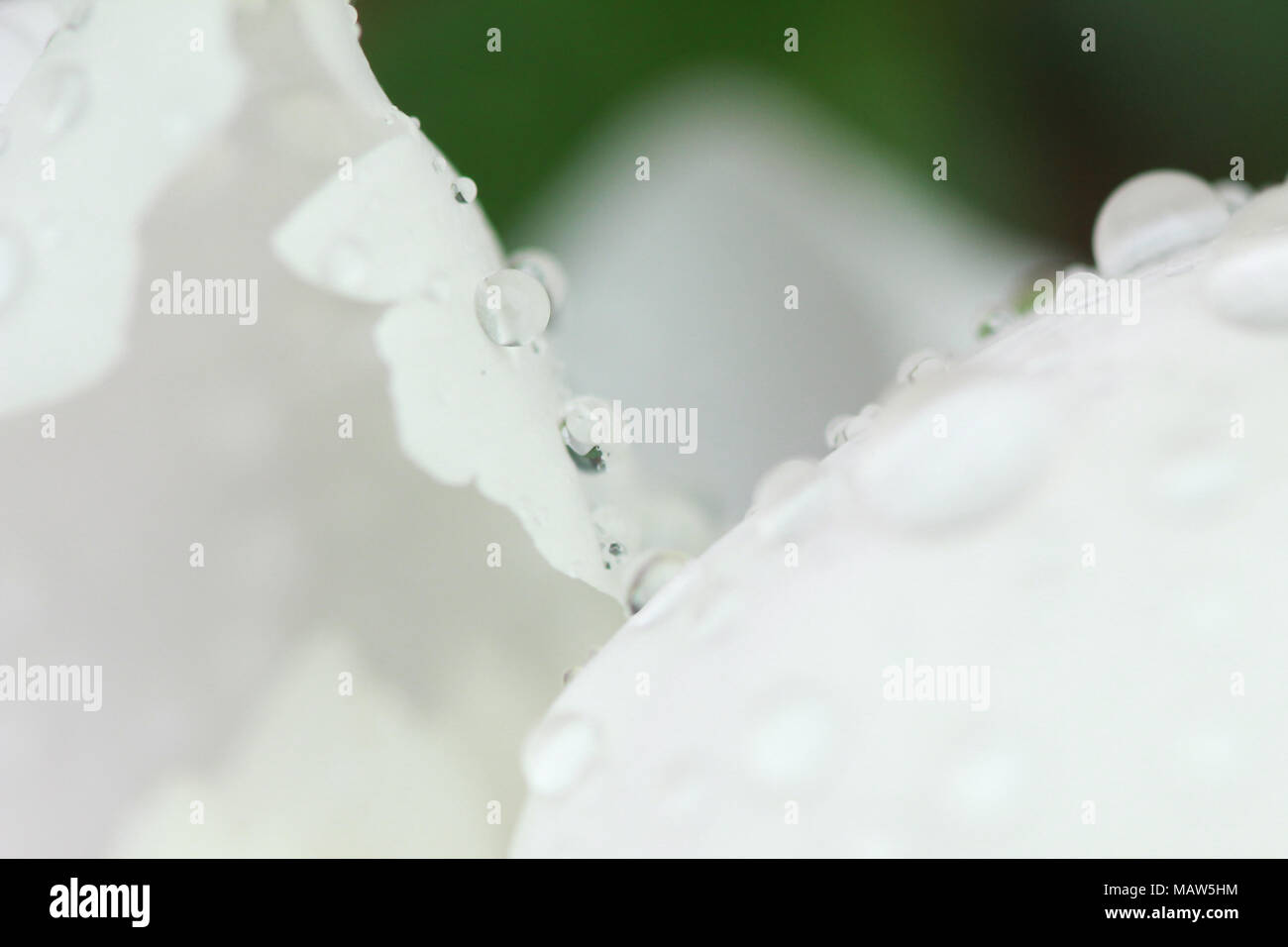 Water drop on garden plant Stock Photo - Alamy