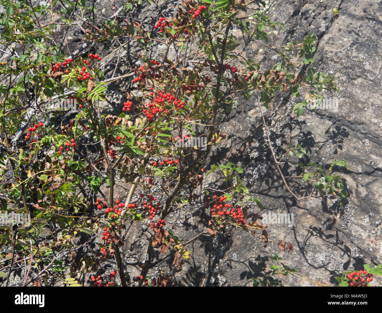 Rowan norway hi-res stock photography and images - Alamy