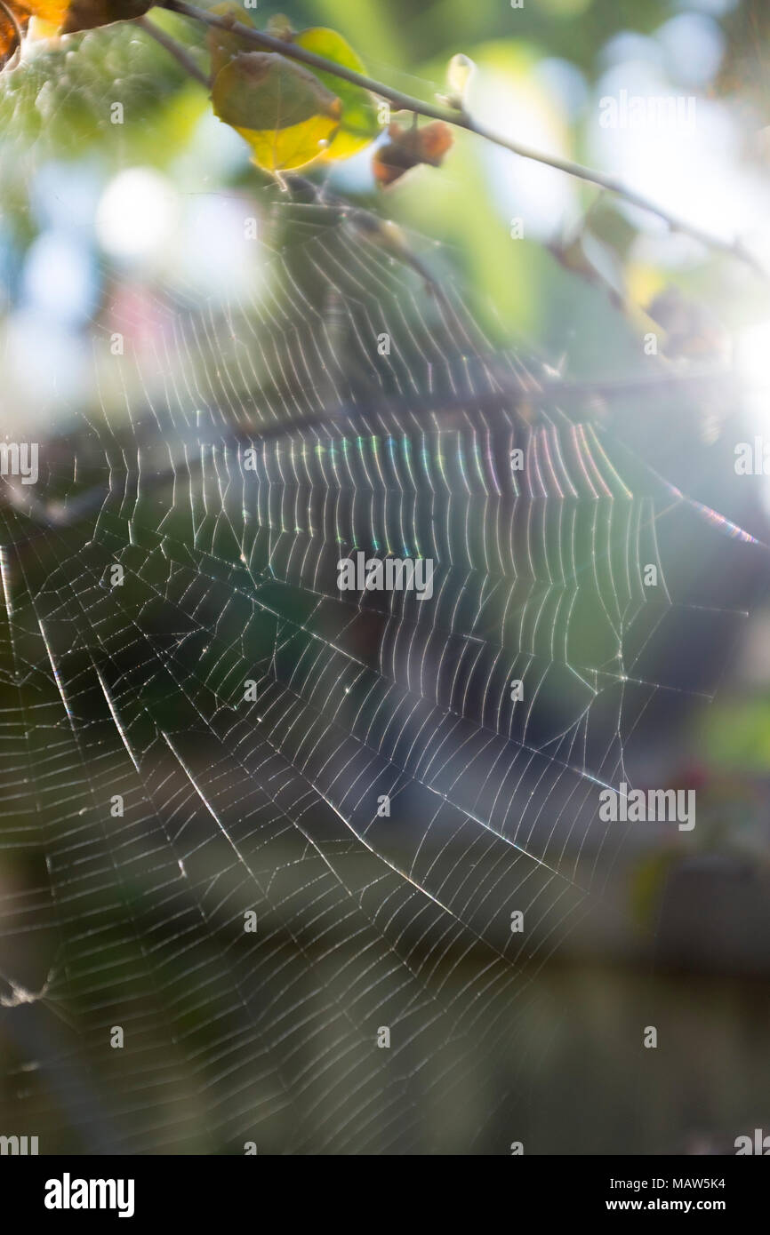 View of spider's web back lit by setting sun Stock Photo - Alamy