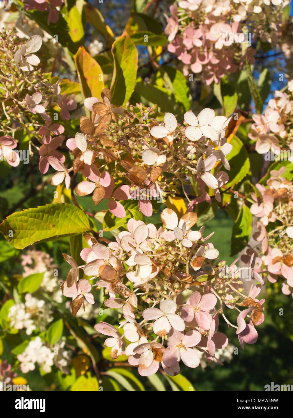 Corymb inflorescence hi-res stock photography and images - Alamy