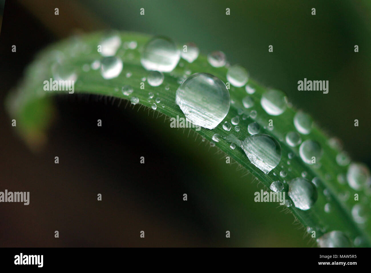 Water drop on garden plant Stock Photo - Alamy