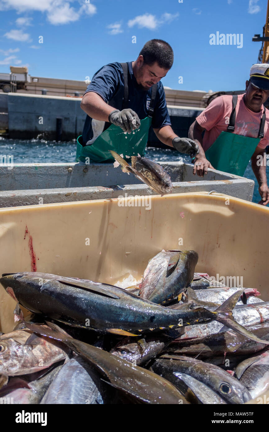 Saint Helena: local fishermen sorting the day's catch, St Helena Island ...