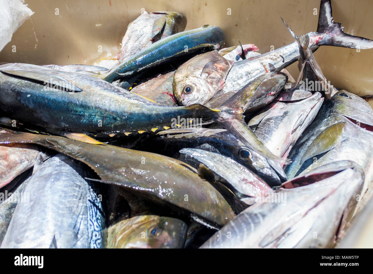 St helena fishing industry hi-res stock photography and images - Alamy