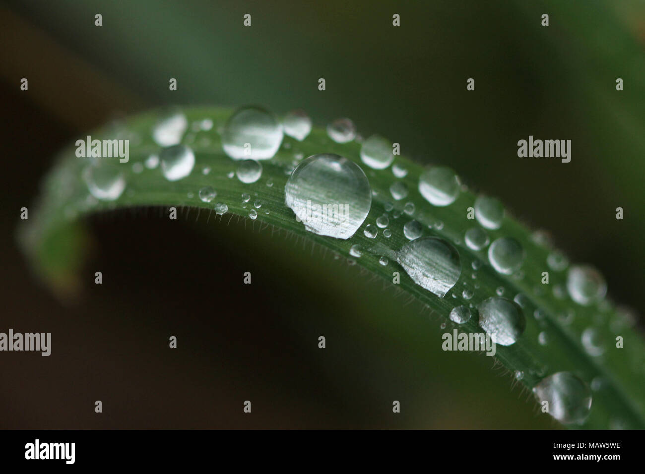 Water drop on garden plant Stock Photo - Alamy