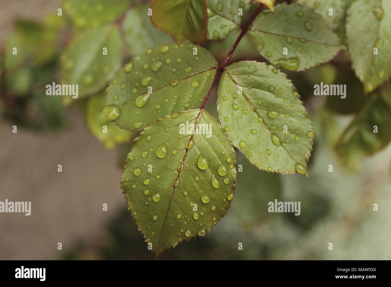 Water drop on garden plant Stock Photo - Alamy