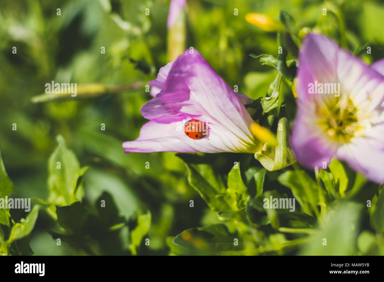 Ladybug on a Flower Stock Photo - Alamy