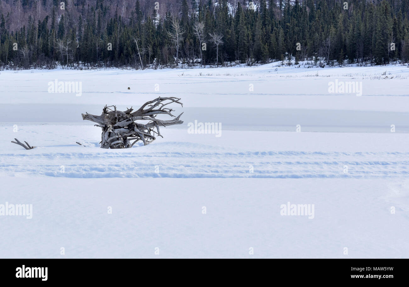 Roots in water texture hi-res stock photography and images - Alamy
