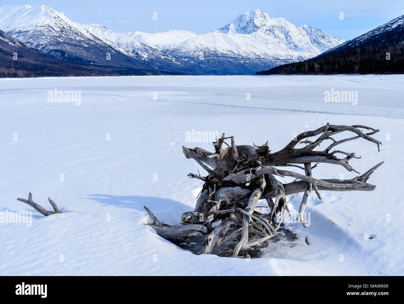 Roots in water texture hi-res stock photography and images - Alamy