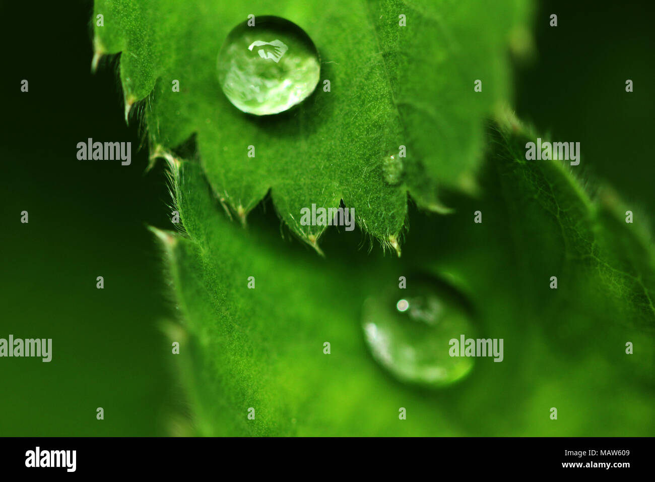 Water drop on garden plant Stock Photo - Alamy