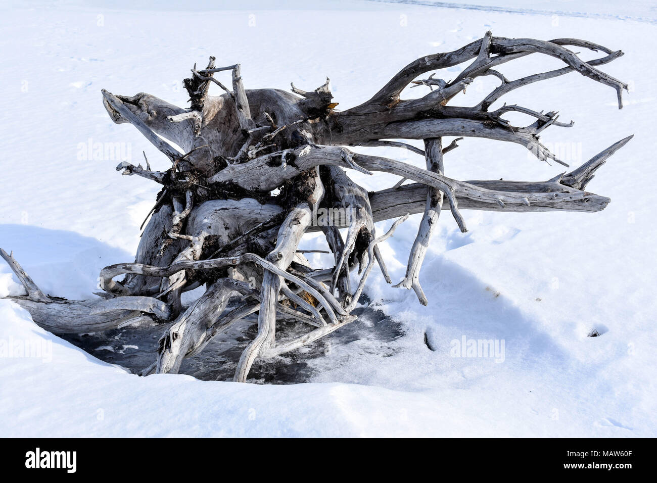 Roots frozen into a lake in Alaska Stock Photo - Alamy