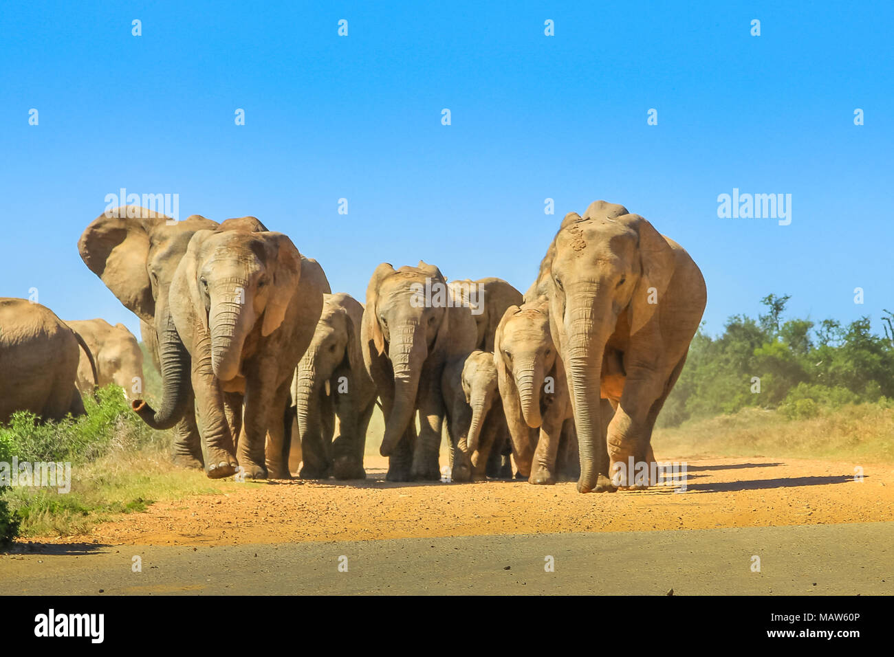 Front view of a group of adults with small African elephants walking on ...
