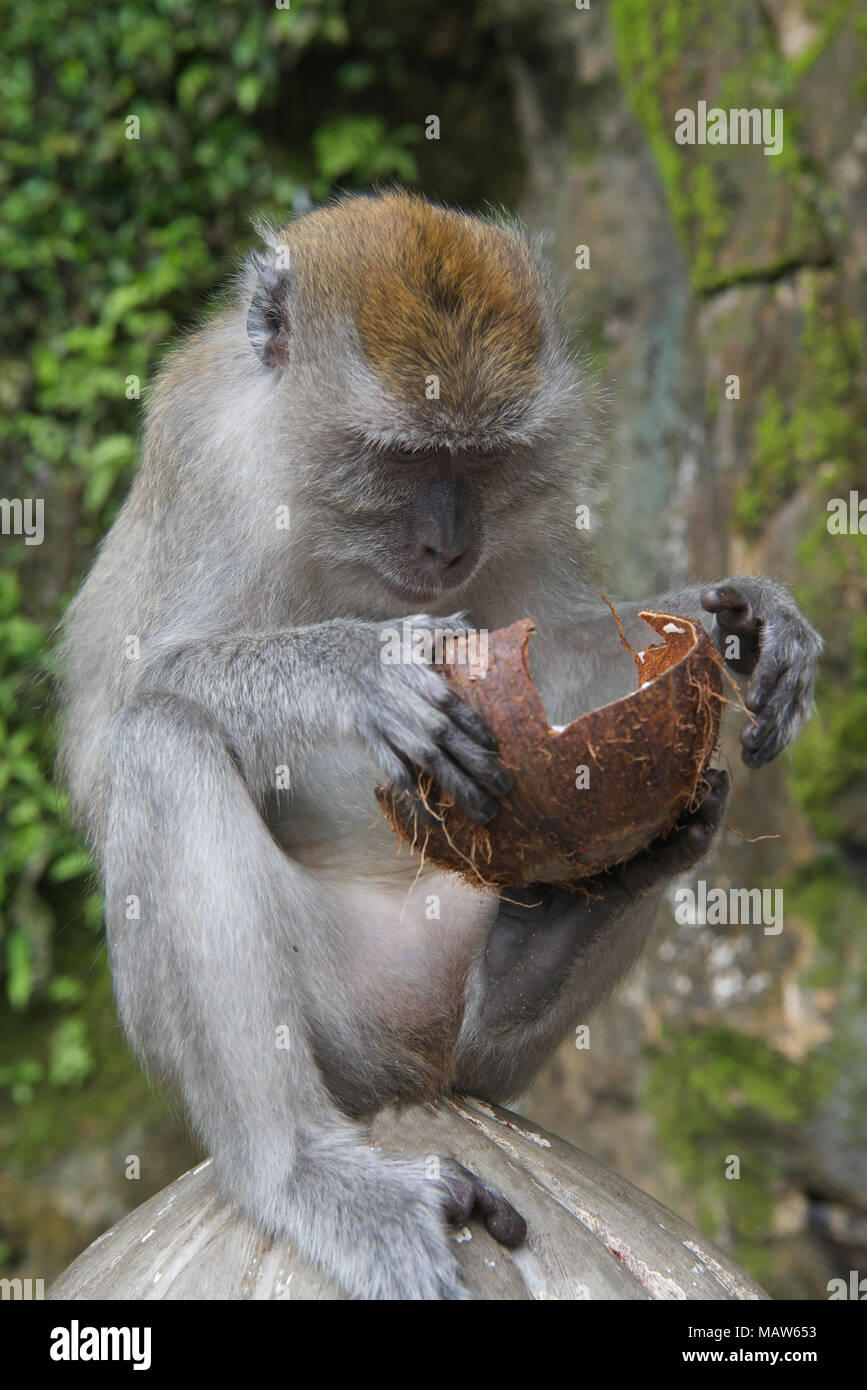 Shell malaysia hi-res stock photography and images - Alamy