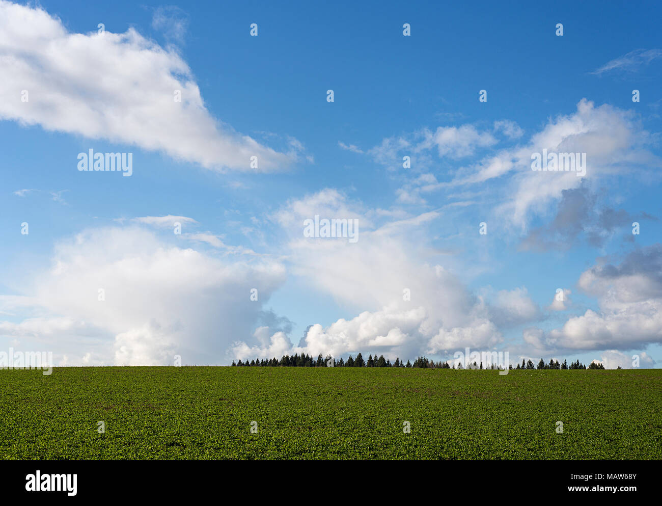 A field and sky in Oregon Stock Photo - Alamy