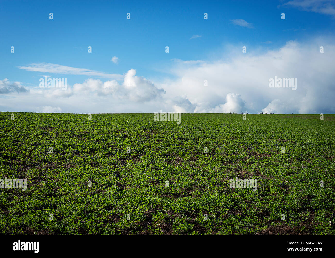 Vast grass field hi-res stock photography and images - Alamy