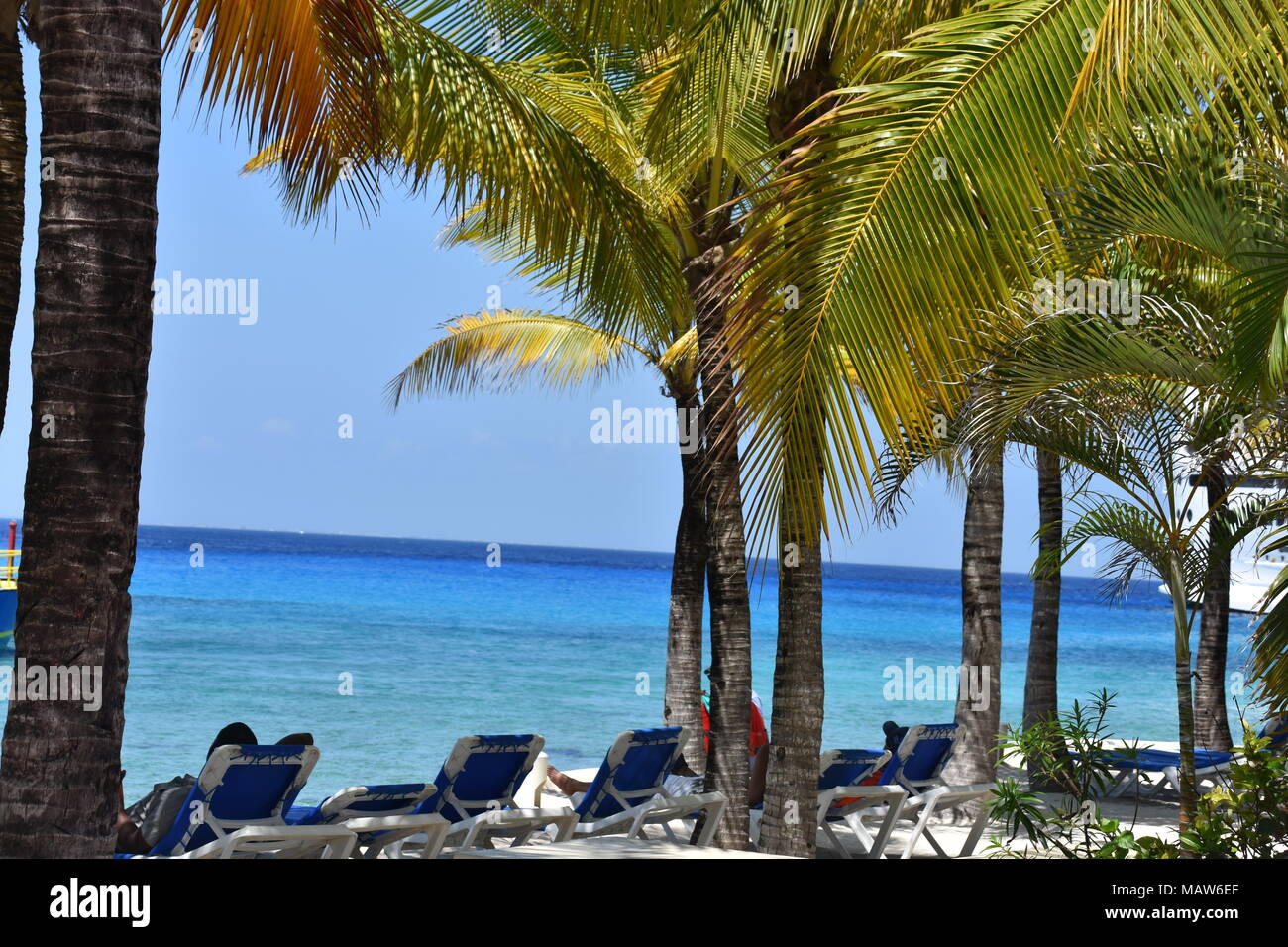 Palm tree covered beach on Roatan Island Honduras Stock Photo - Alamy