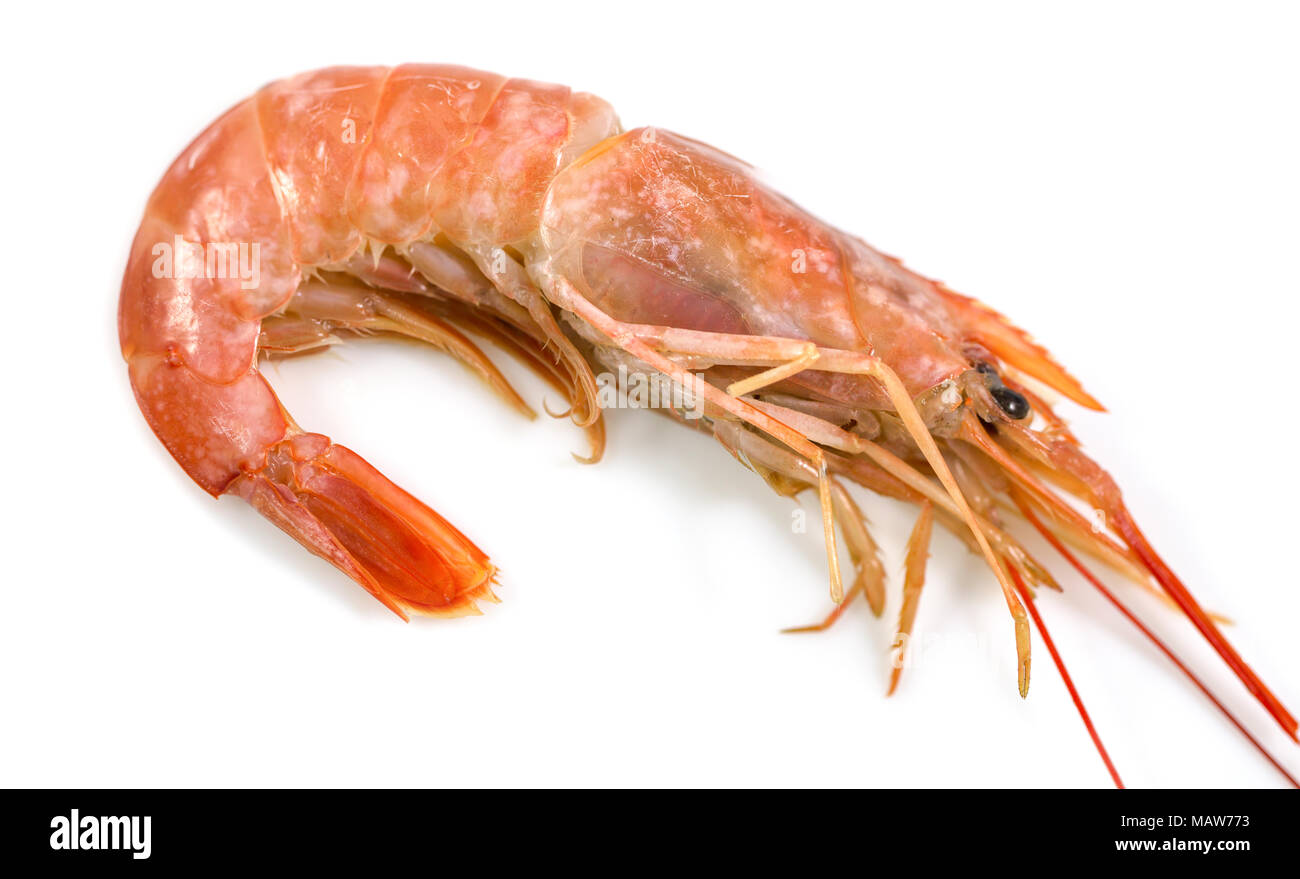 Fresh prawn or fresh shrimp, red shrimps isolated on white background ...