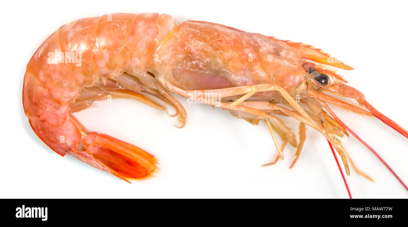 Fresh prawn or fresh shrimp isolated on white background, Food ...