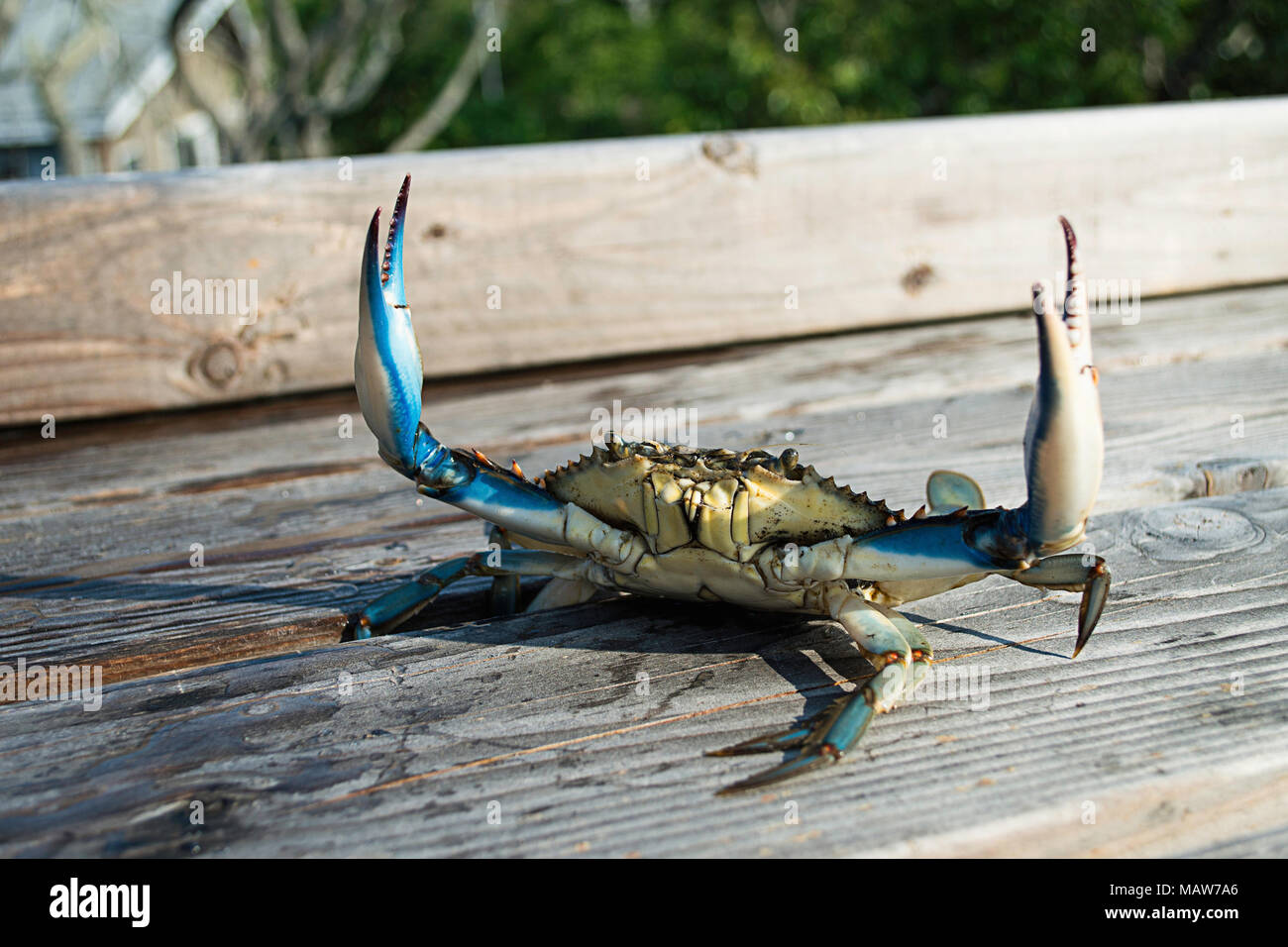 Blue crab hi-res stock photography and images - Alamy