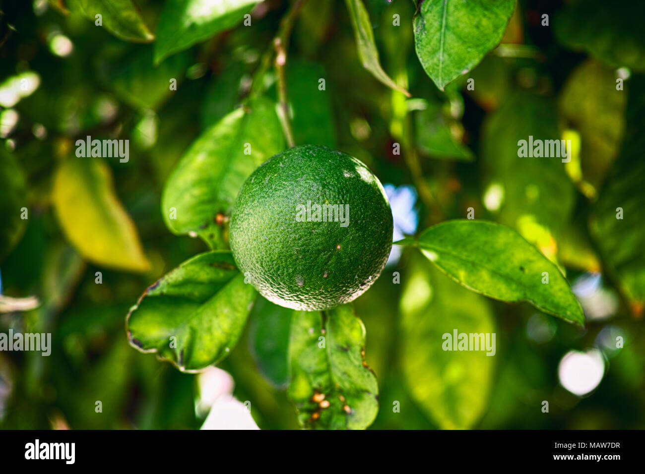 Mandarine tree hi-res stock photography and images - Alamy