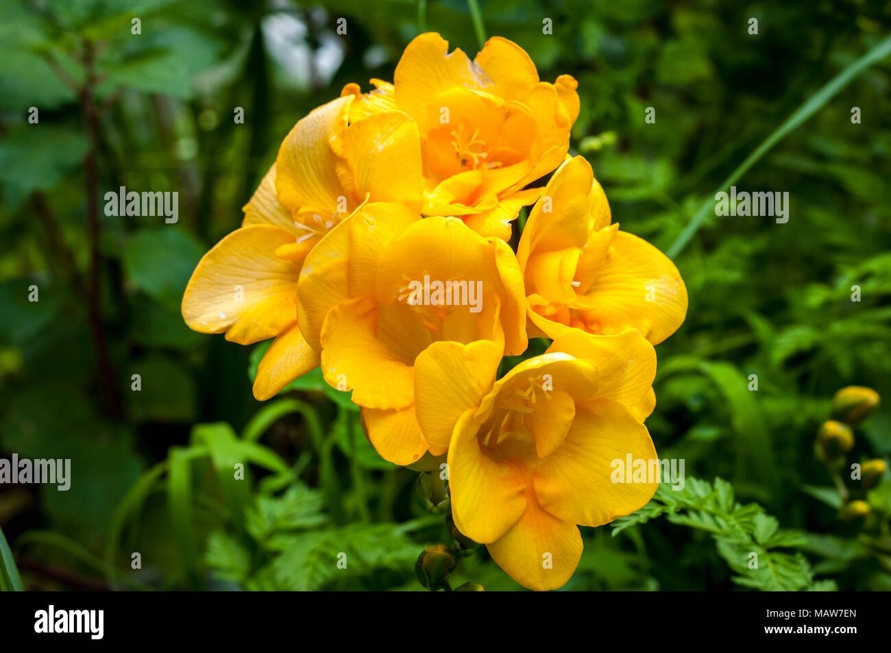 Beautiful yellow freesia in garden hi-res stock photography and images ...