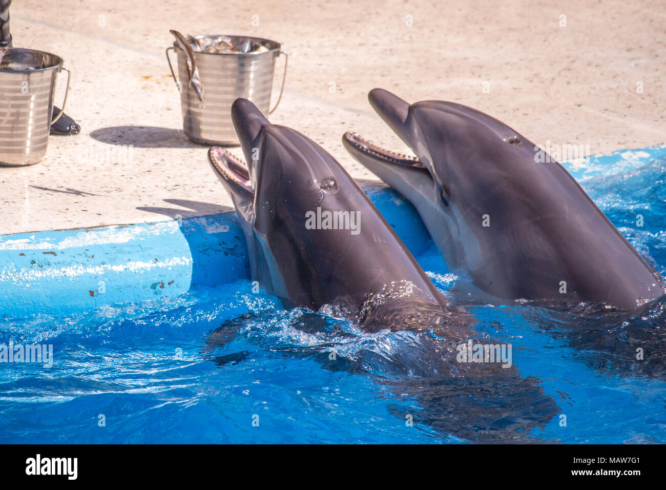 Georgia aquarium dolphin hi-res stock photography and images - Alamy